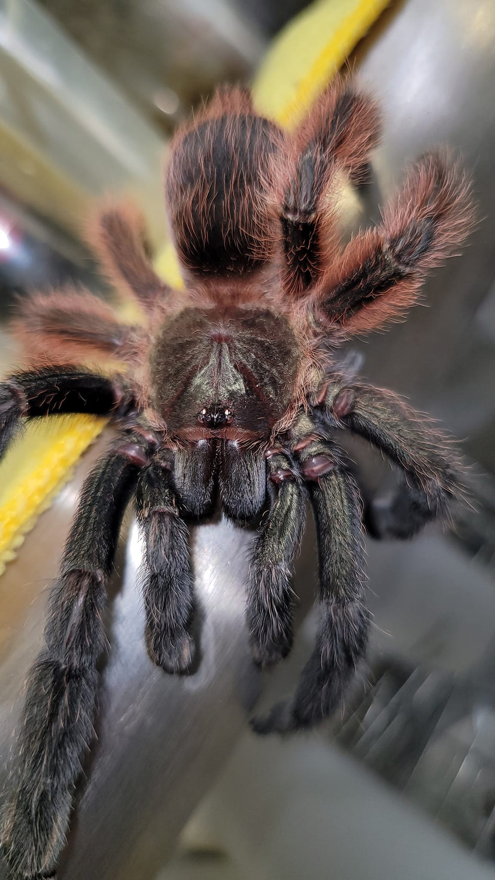Psalmopoeus victori - Darth Maul Mexican Half and Half| Urban Tarantulas