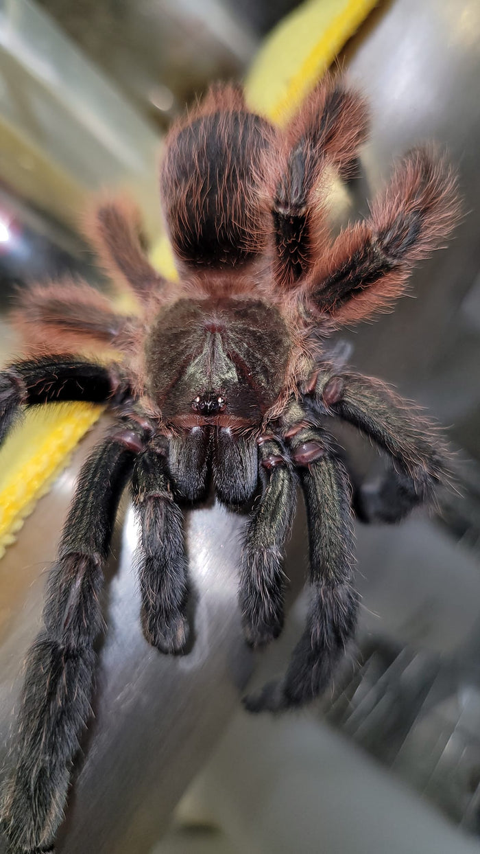 Psalmopoeus victori - Darth Maul Mexican Half and Half| Urban Tarantulas