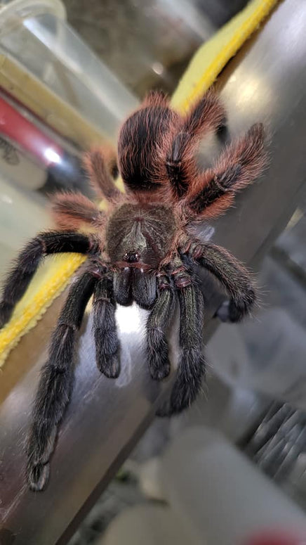 Psalmopoeus victori - Darth Maul Mexican Half and Half| Urban Tarantulas