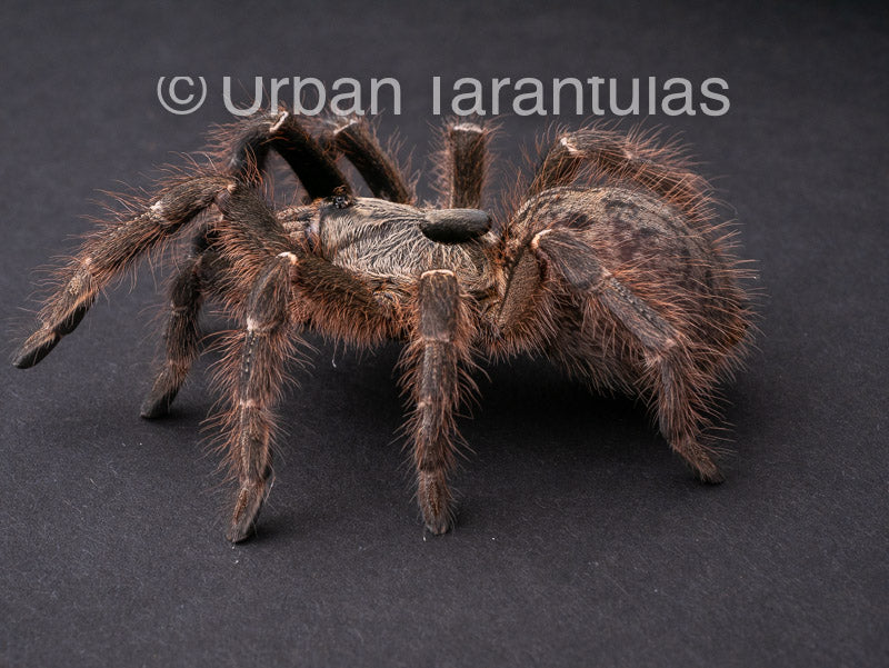 Ceratogyrus darlingi – Rear-Horned Baboon Tarantula for Sale African ...