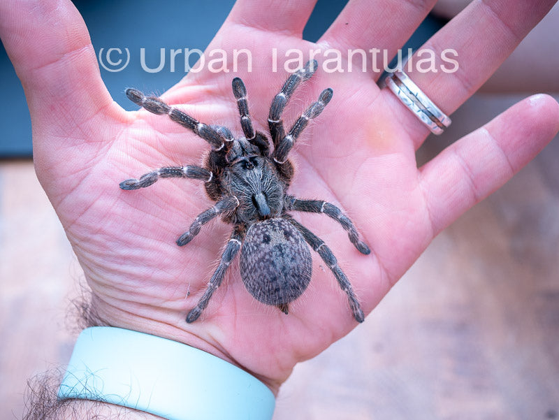 Ceratogyrus darlingi – Rear-Horned Baboon Tarantula for Sale African ...