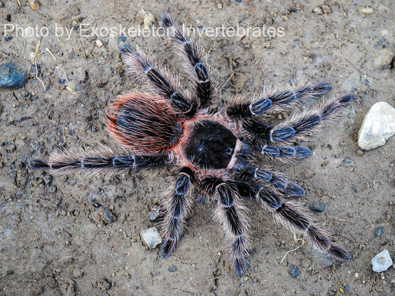 Lasiadora parahybana - Salmon Pink Birdeater tarantula| Urban Tarantulas