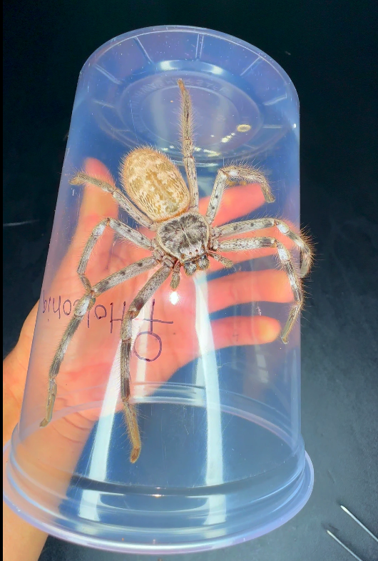 Murray’s Banded Huntsman | Holconia murrayensis Care & Info Meta| Urban ...