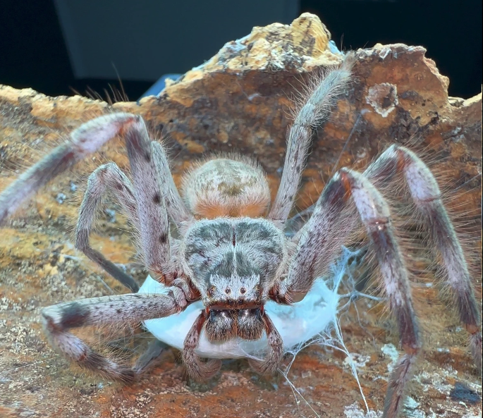 Murray’s Banded Huntsman | Holconia murrayensis Care & Info Meta| Urban ...