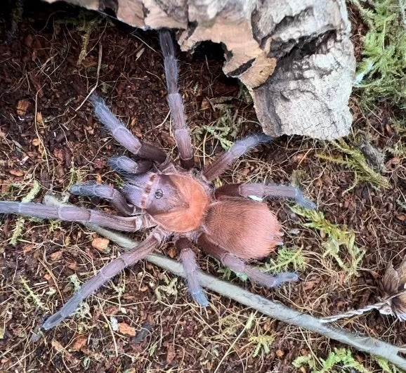 Citharacanthus cyaneus - Orange and Violet Masked Tarantula| Urban ...