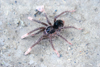 Theraphosa apophysis - Pinkfoot Goliath Birdeating Tarantula| Urban ...