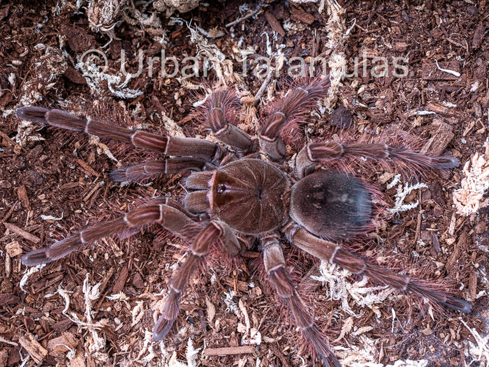 Goliath Birdeater / Birdeating tarantula Theraphosa blondi for sale ...