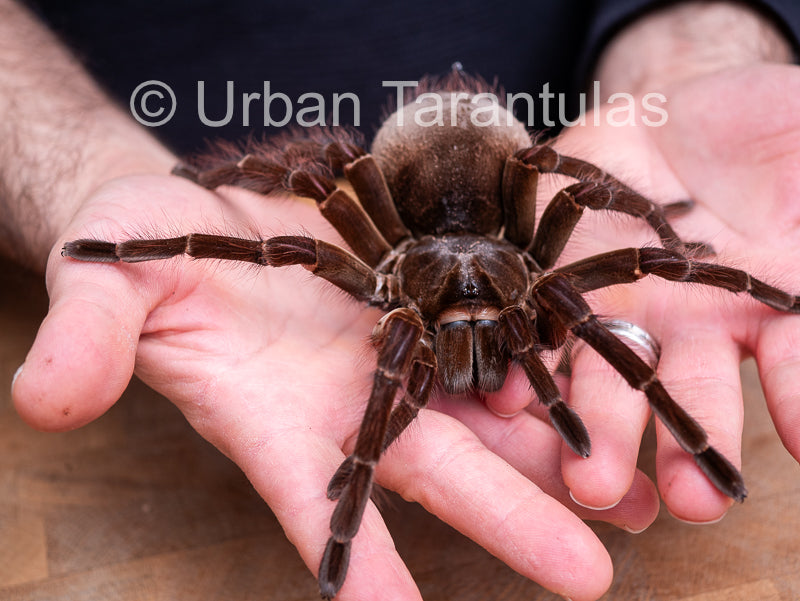 Goliath Birdeater / Birdeating tarantula Theraphosa blondi for sale ...