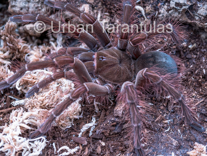 Goliath Birdeater / Birdeating tarantula Theraphosa blondi for sale ...