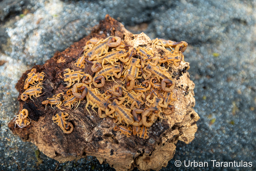 tityus stigmurus - Brazilian Yellow Scorpion| Urban Tarantulas