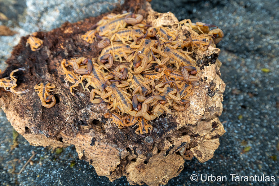 tityus stigmurus - Brazilian Yellow Scorpion| Urban Tarantulas