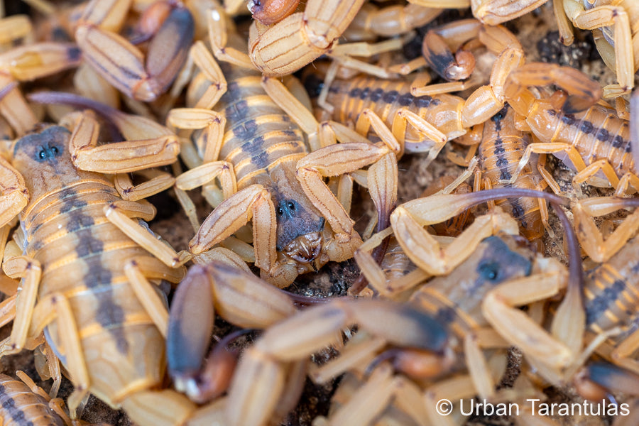 tityus stigmurus - Brazilian Yellow Scorpion| Urban Tarantulas