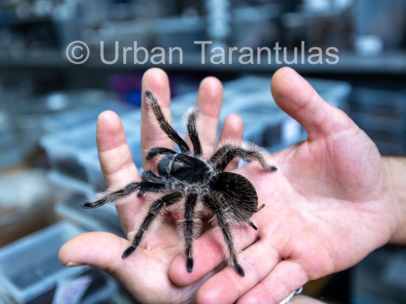 Curly Hair Tarantula -Tliltocatl albopilosus| Urban Tarantulas