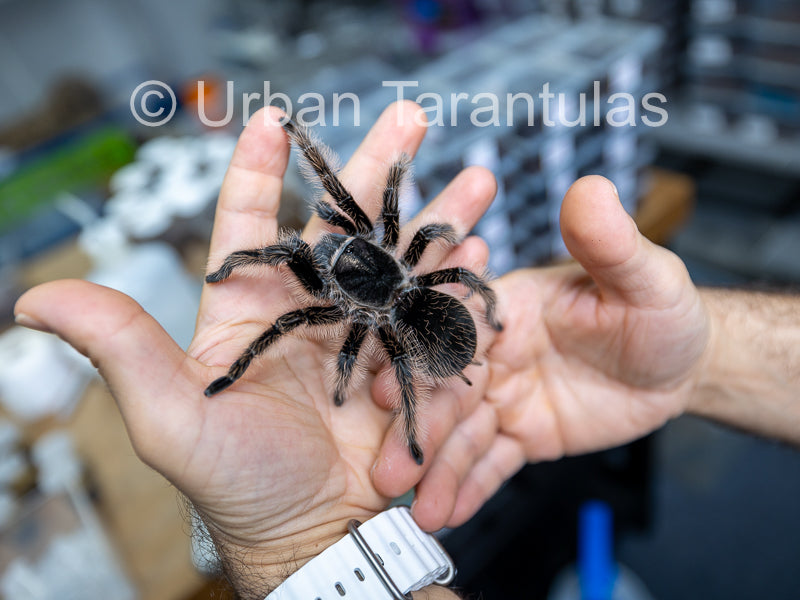 Curly Hair Tarantula -Tliltocatl albopilosus| Urban Tarantulas