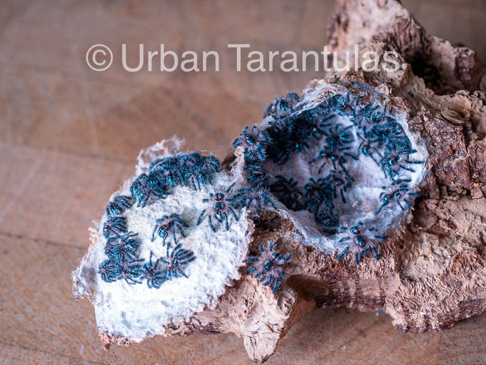 Typhochlaena seladonia * Brazilian Jewel Tarantula * IN STOCK| Urban ...