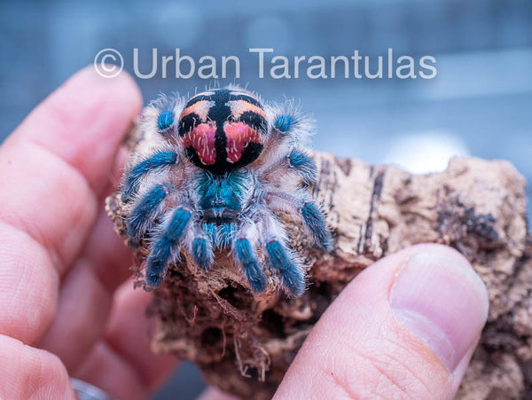 Typhochlaena seladonia * Brazilian Jewel Tarantula * IN STOCK| Urban ...