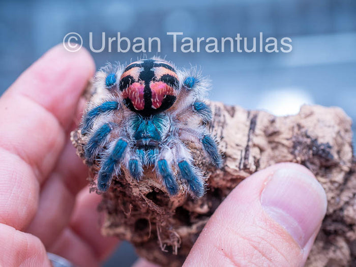 Typhochlaena seladonia * Brazilian Jewel Tarantula * IN STOCK| Urban ...