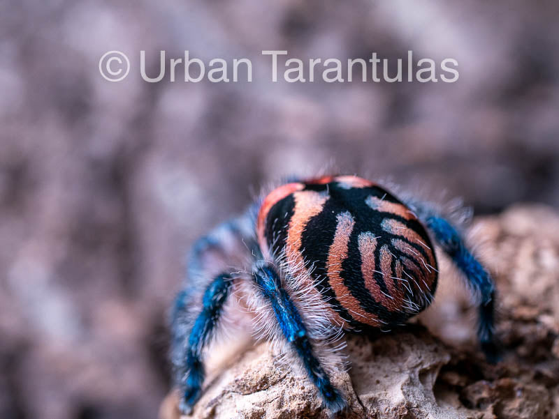 Typhochlaena seladonia * Brazilian Jewel Tarantula * IN STOCK| Urban ...