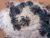 Typhochlaena seladonia * Brazilian Jewel Tarantula *#N# – Urban Tarantulas