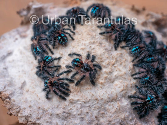 Typhochlaena seladonia * Brazilian Jewel Tarantula *#N# – Urban Tarantulas