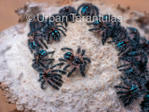 Typhochlaena seladonia * Brazilian Jewel Tarantula * IN STOCK| Urban Tarantulas