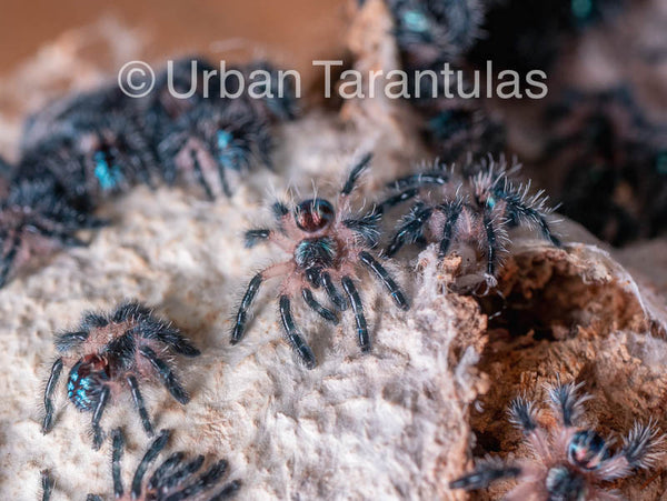 Typhochlaena seladonia * Brazilian Jewel Tarantula * IN STOCK| Urban ...