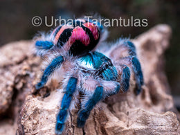 Typhochlaena seladonia * Brazilian Jewel Tarantula *#N# – Urban Tarantulas