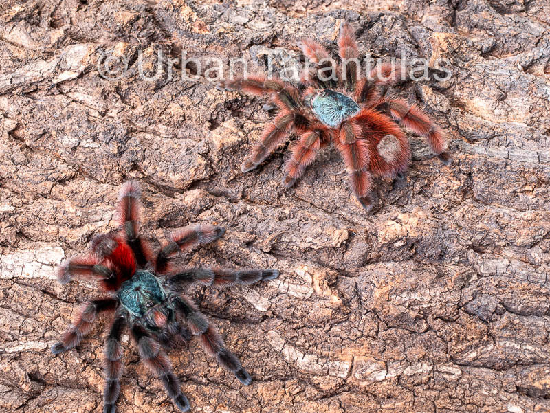 Caribena versicolor for Sale – Stunning Antilles Pinktoe Tarantula ...