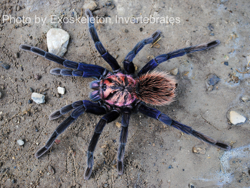 Xenesthis sp. “Blue” Tarantula for Sale | Rare Giant Blue Tarantula ...