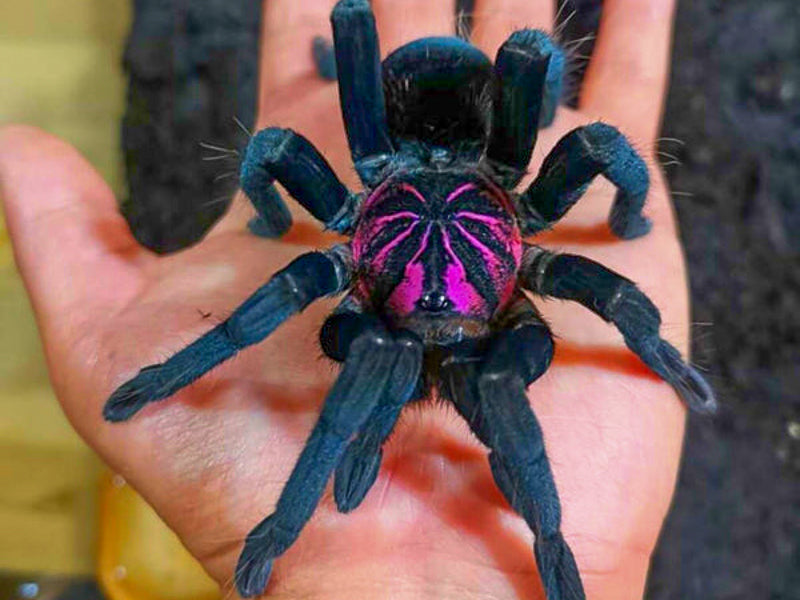 Xenesthis sp. Bright For Sale | Massive Neon Pink Giant | Rare Spider ...