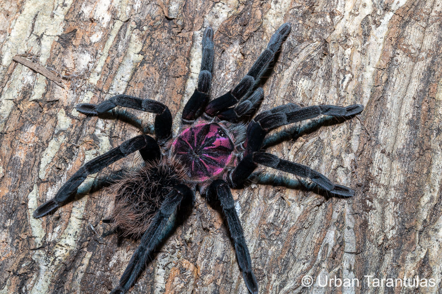 Xenesthis immanis – Rare Giant Colombian Purple Tarantula| Urban Tarantulas