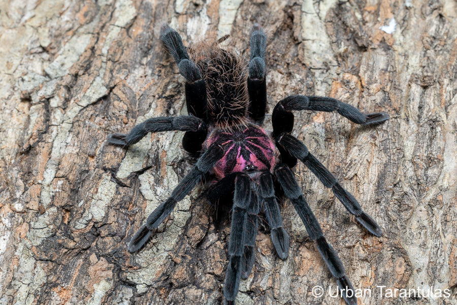 Xenesthis immanis – Rare Giant Colombian Purple Tarantula| Urban Tarantulas