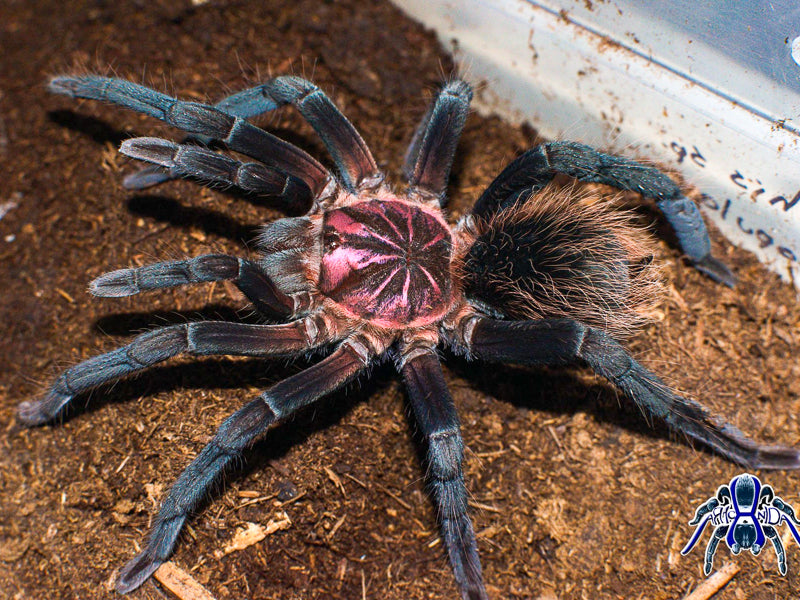 Xenesthis sp. Megascopula - Massive Fluffy Giant| Urban Tarantulas