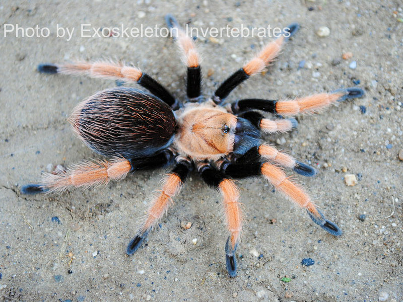 Best Beginner Tarantula | Mexican Blood-Leg (Aphonopelma bicoloratum ...