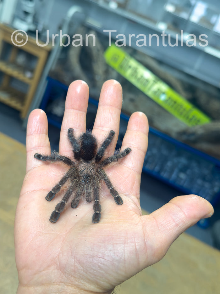 Avicularia merianae - Peruvian Pinktoe tarantula| Urban Tarantulas