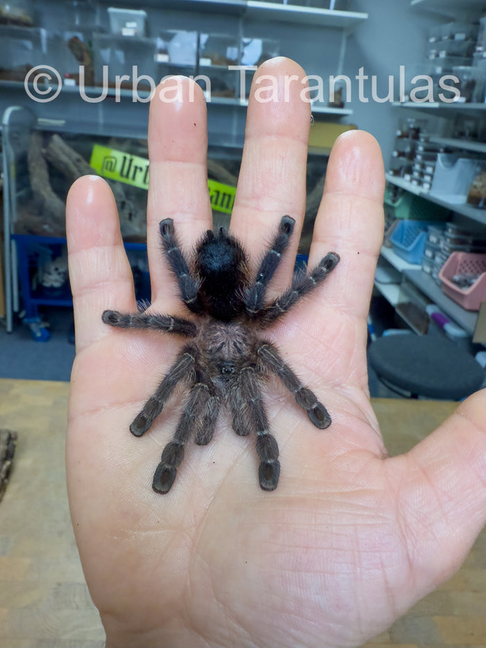 Avicularia merianae - Peruvian Pinktoe tarantula| Urban Tarantulas