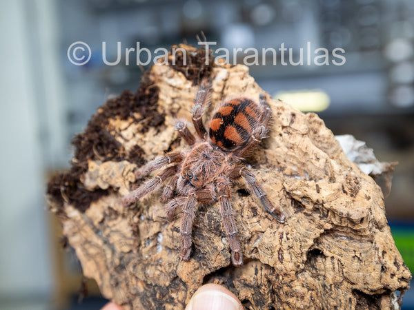 Avicularia minatrix IN STOCK | Buy Venezuelan Red-Stripe Pinktoe| Urban ...