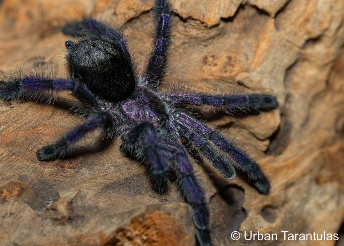 Avicularia purpurea – Purple Pinktoe Tarantula for Sale| Urban Tarantulas
