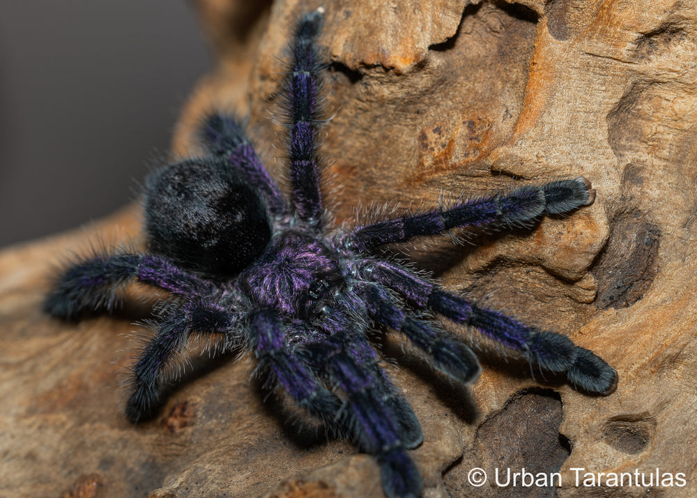 Avicularia purpurea – Purple Pinktoe Tarantula for Sale| Urban Tarantulas