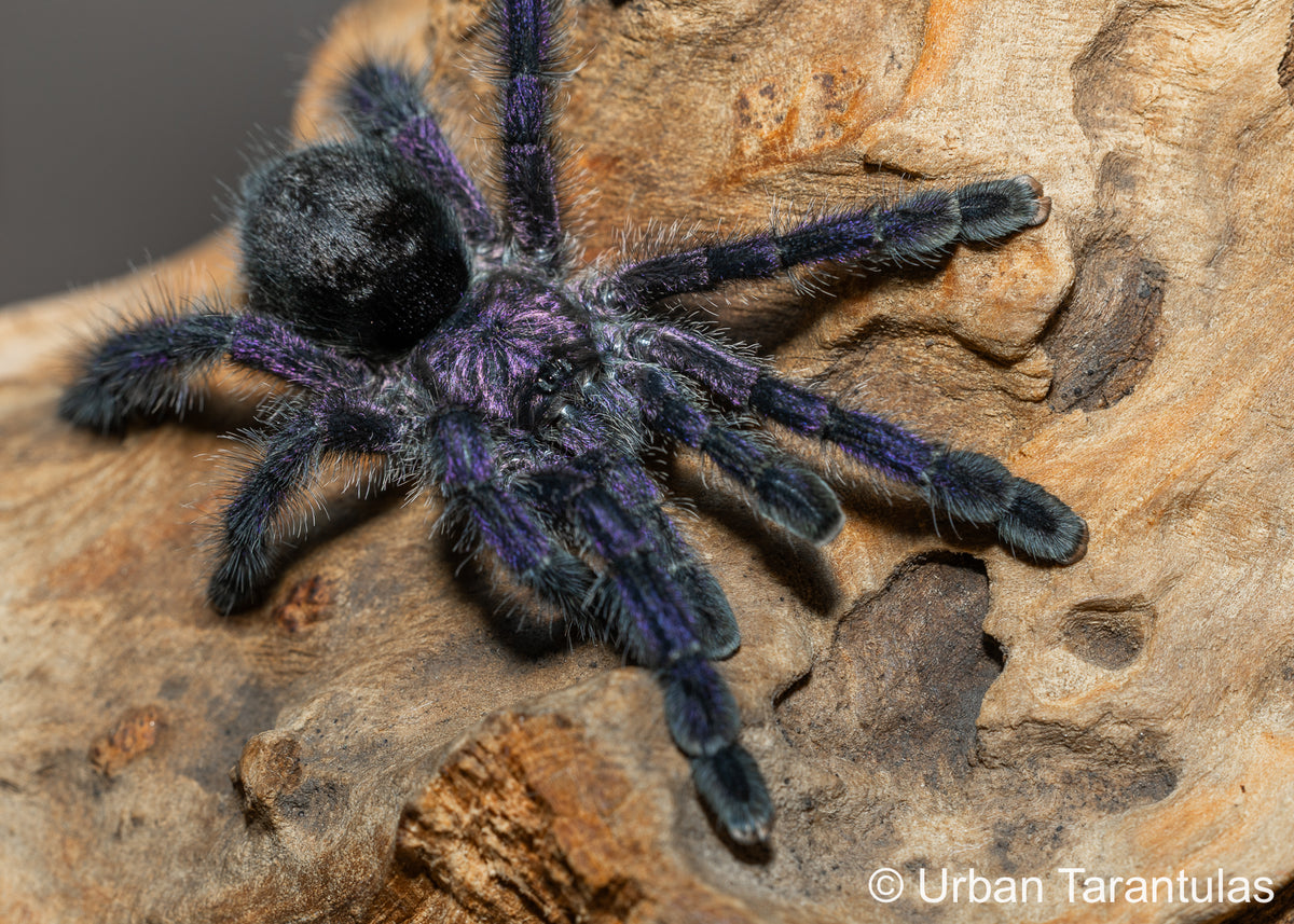 Avicularia purpurea – Purple Pinktoe Tarantula for Sale| Urban Tarantulas