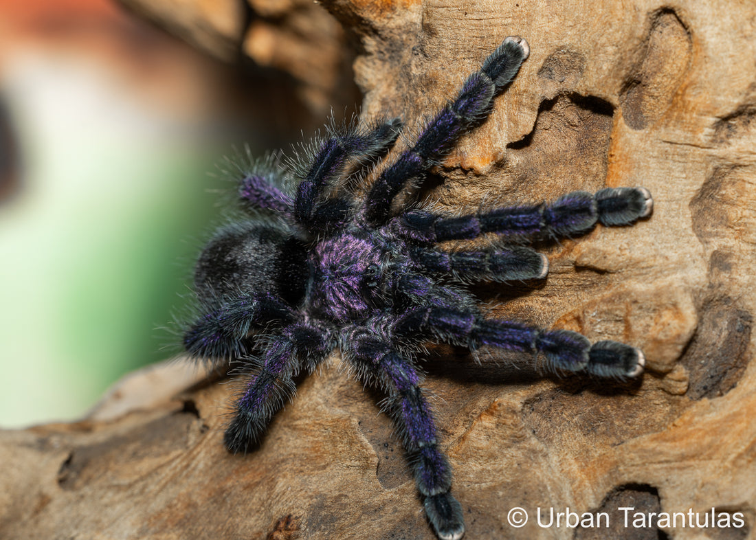 Avicularia purpurea – Purple Pinktoe Tarantula for Sale| Urban Tarantulas