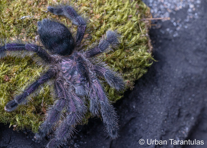 Avicularia purpurea – Purple Pinktoe Tarantula for Sale| Urban Tarantulas