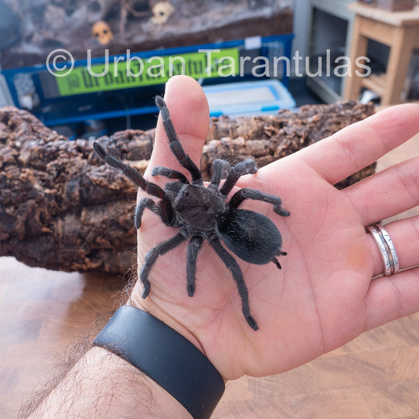 Buy Grammostola pulchra (Brazilian Black) | BEST Beginner Species ...