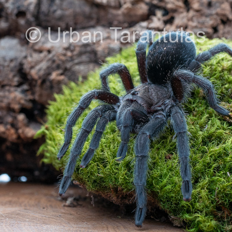 Brazilian Black Tarantula - Grammostola Pulchra| Urban Tarantulas