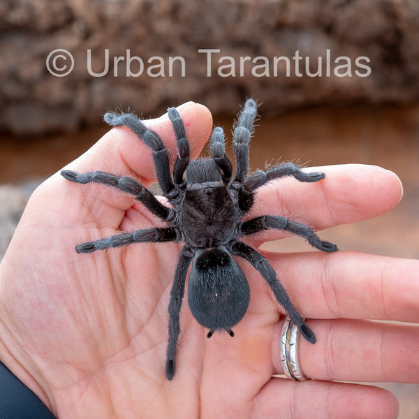 Buy Grammostola pulchra (Brazilian Black) | BEST Beginner Species ...