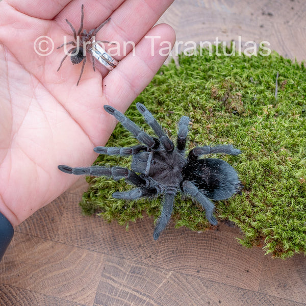 Buy Grammostola pulchra (Brazilian Black) | BEST Beginner Species ...