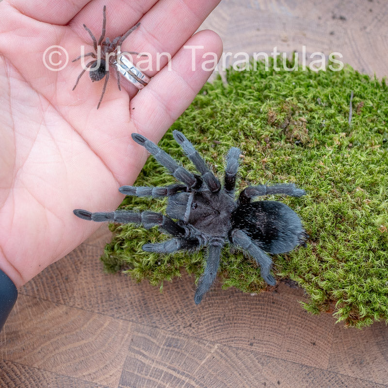 Brazilian Black Tarantula - Grammostola Pulchra| Urban Tarantulas