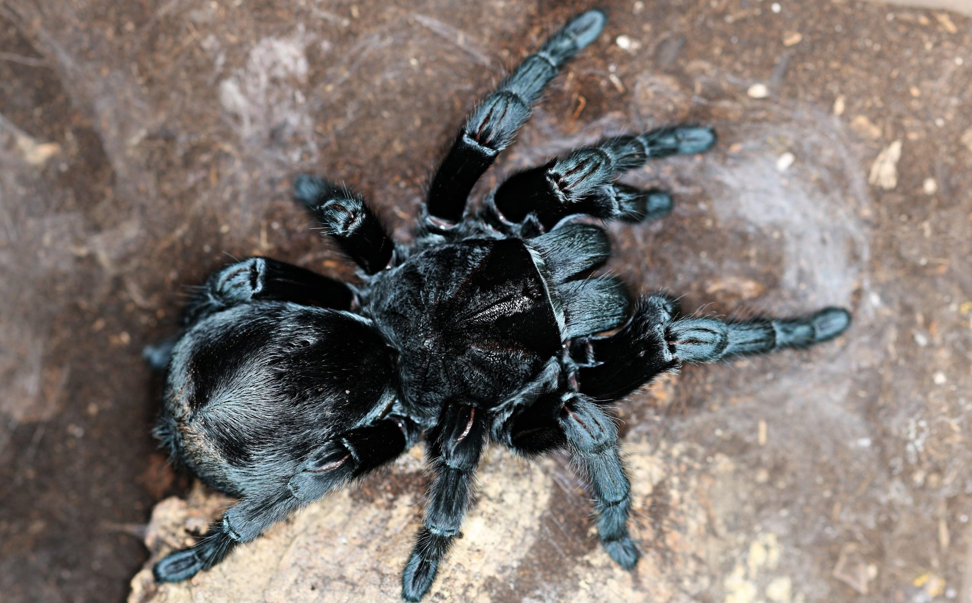 Buy Grammostola pulchra (Brazilian Black) | BEST Beginner Species ...