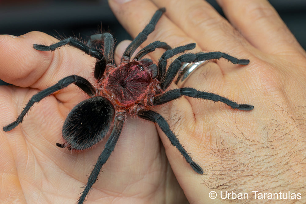 Bumba tapajos (Tapajos Pink Head) For Sale | Rare Pink & Black Spider ...