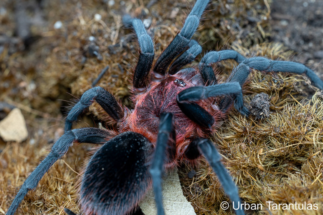 Bumba tapajos (Tapajos Pink Head) For Sale | Rare Pink & Black Spider ...